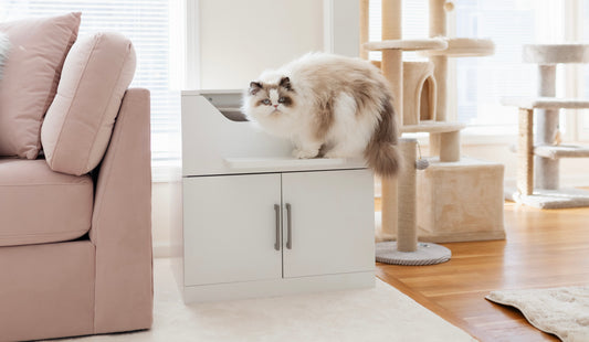 Best Cat Litter Box for Easy Cleaning & Care | LoftyLoo®